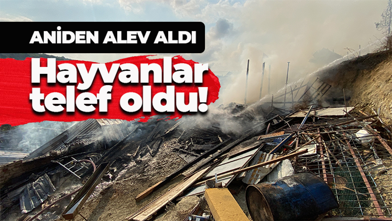 Hayvanlar telef oldu! Nedeni bilinmiyor