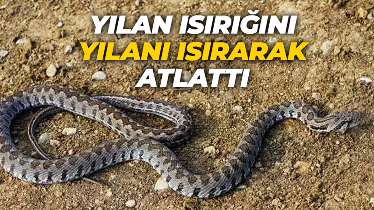 Yılan ısırığını yılanı ısırarak atlattı